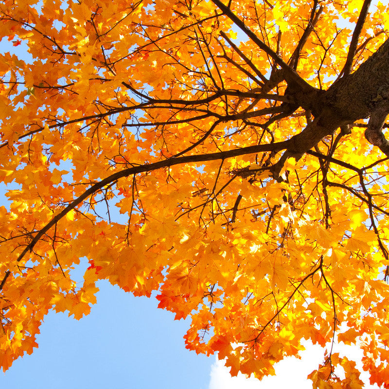 Tiger Maple: Embracing the Artistry of Master Craftsmen – ProvenanceMade